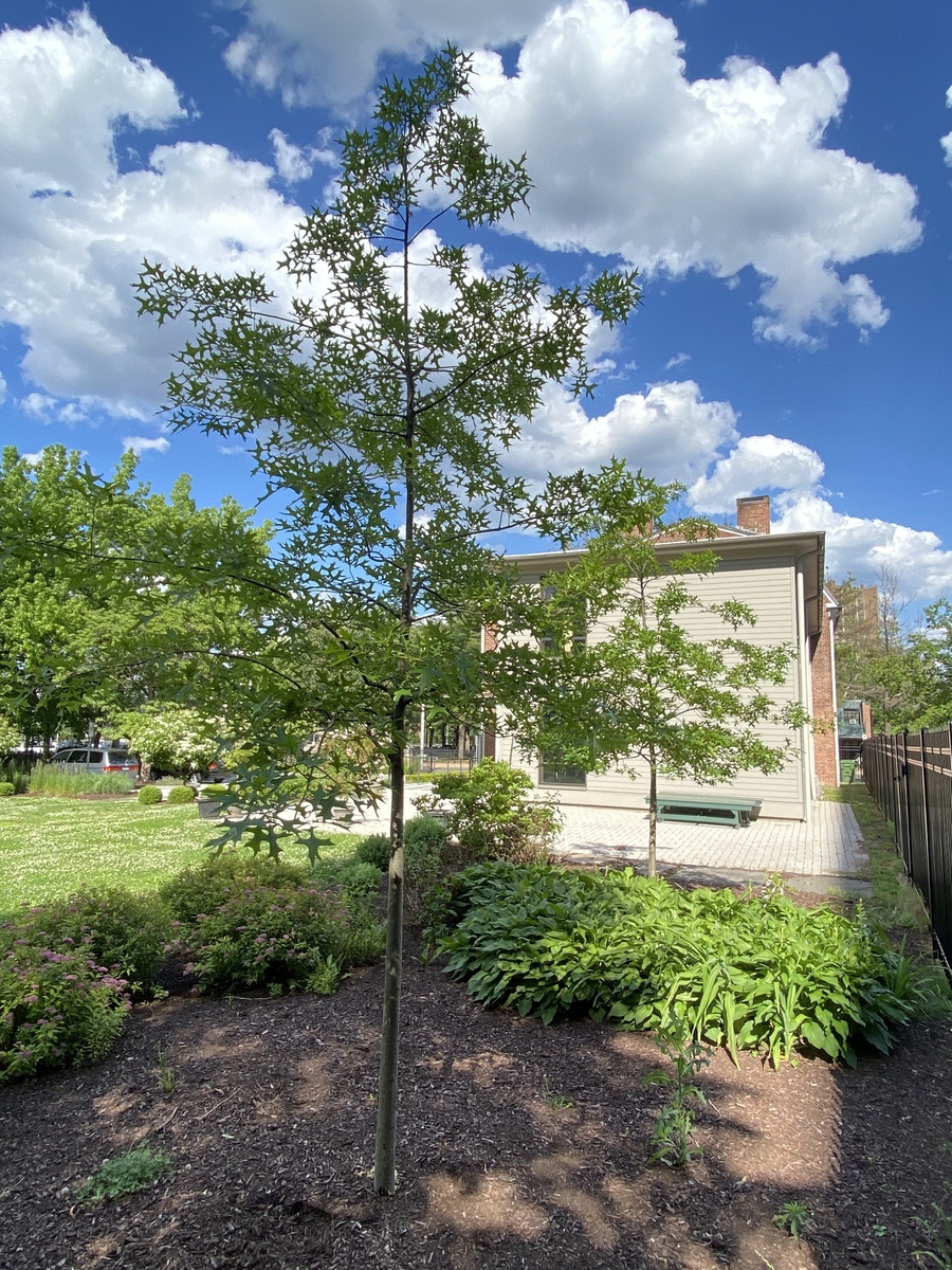 Oak Trees & Charter Oak Monument – Audio guide by Butler McCook House ...