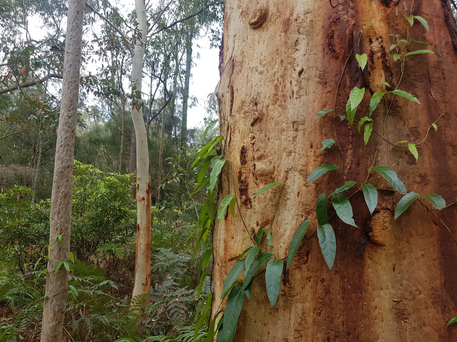 The end! Thank you! – Audio guide by Lake Macquarie Landcare | tmatic ...