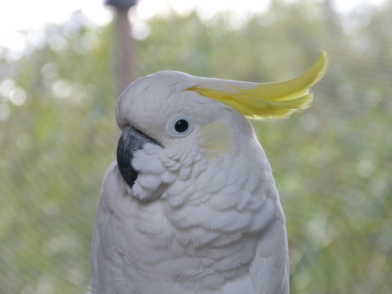 Cacatoès "Jaco" et Cacatoès de Ducorps – Audio guide by Spaycific'zoo ...