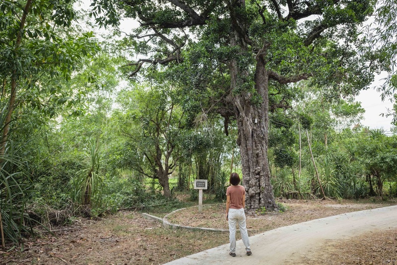 The Coordinate Tree – Audio guide by Vietnam Community-Based Tourism ...