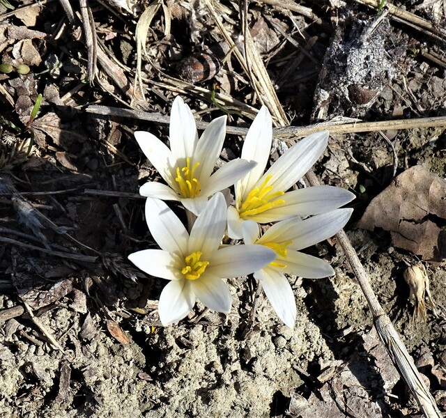 The vegetation of the tugai forest in Zarafshan Park – Audio guide by ...