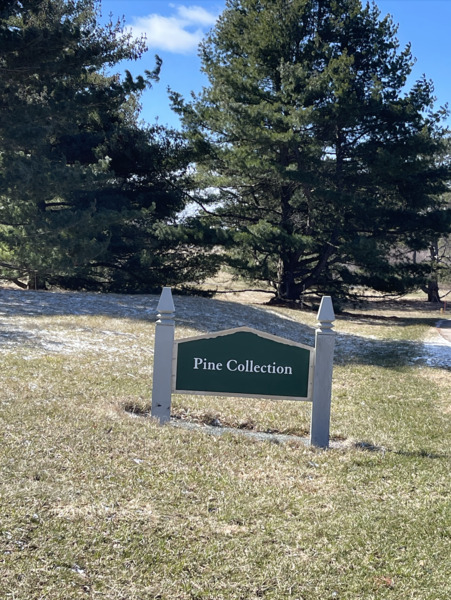 Stop 3: Pines Trees – Audio guide by University of Minnesota Twin ...