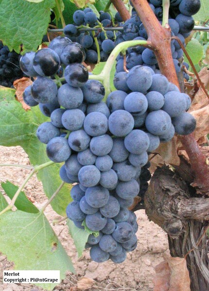 Reconnaître les arômes fruités – Audio guide by Jardin Botanique de ...