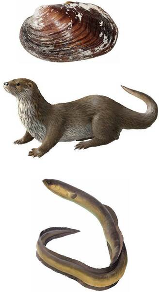 Protected species: Unio elongatulus, Potomida littoralis, Anguilla ...