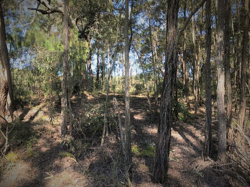 Forest fringe, pulling weeds... – Audio guide by Lake Macquarie ...