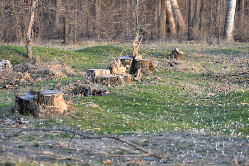 The anthropogenic impact on the tugai forest – Audio guide by Dinara ...