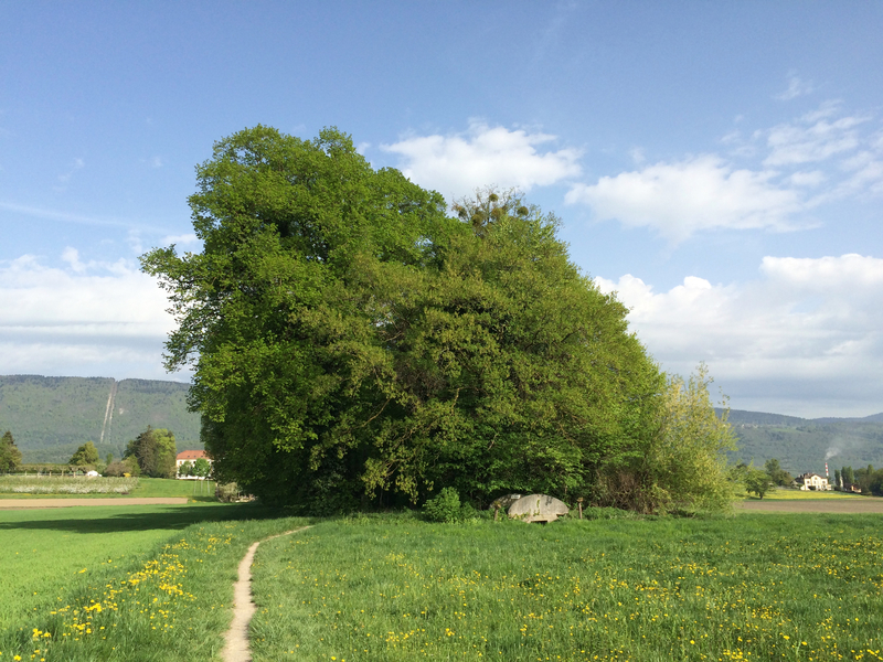 Le canal Tribolet – Audio guide by Commune de la Tène | tmatic.travel