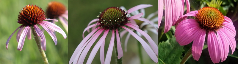 Coneflower Family (Echinacea) – Audio guide by Sioux County ...